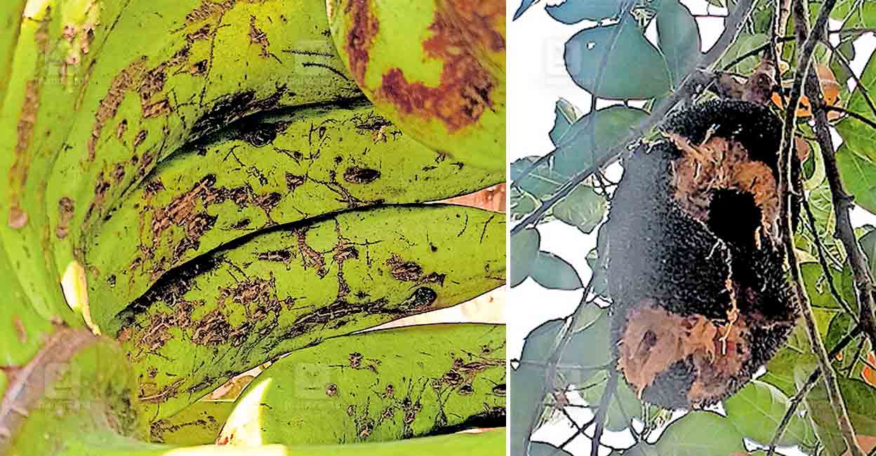 കാപ്പാട് വവ്വാൽ ശല്യം രൂക്ഷം: ‘തലകുത്തി നിന്നിട്ടും’ പരിഹാരമില്ല | Bat ...