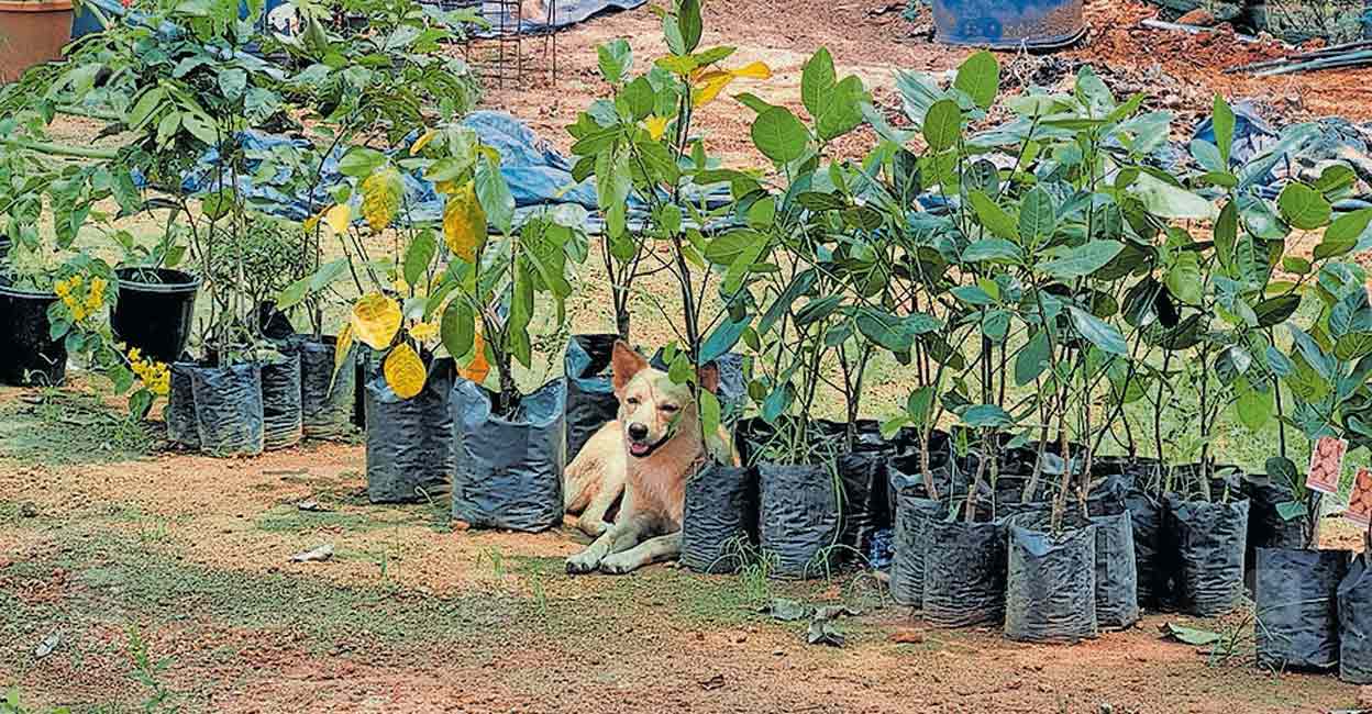 ‘ഫാമിന്റെ താക്കോലും ചെല്ലപ്പൻ മകനു കൊടുത്തു; തന്റെ സാമ്പത്തിക ബാധ്യതക ...
