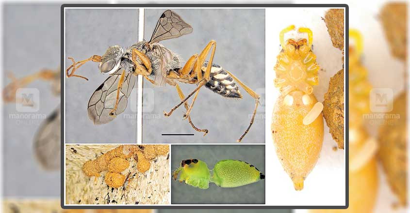 ആദ്യം വിഷം കുത്തിവച്ച് ചലനശേഷി ഇല്ലാതാക്കും, പിന്നെ കാലുകൾ അടർത്തിമാറ്റും!