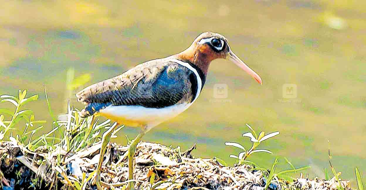 പക്ഷിനിരീക്ഷണ യാത്രയിൽ കണ്ടെത്തിയത് 126 ഇനങ്ങളെ