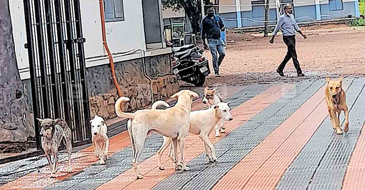 മണിയൂർ എച്ച്എസ്എസിന് സമീപം തെരുവുനായ്ക്കൂട്ടം