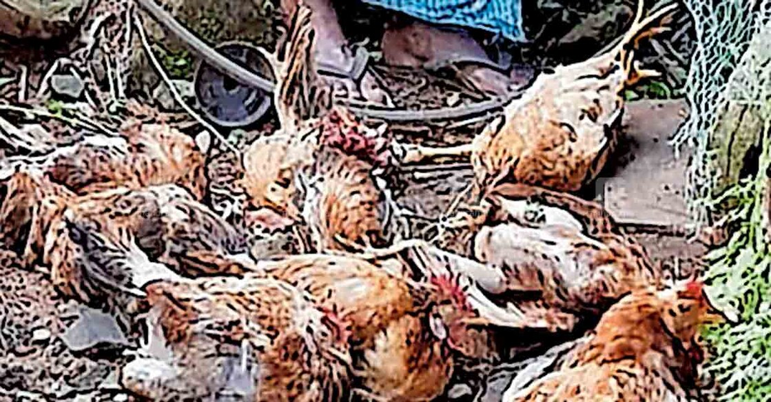 ചെമ്പനോട മേഖലയിൽ തെരുവുനായ്ശല്യം | Stray Dog Rescue Kerala | തെരുവുനായ് ആക്രമണം | Stray Dog ...