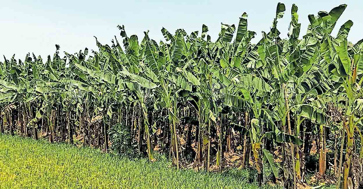 പരിപ്പിൻ തോട്ടിൽ ഉപ്പുവെള്ളം; പരിപ്പിളകി വാഴക്കൃഷി