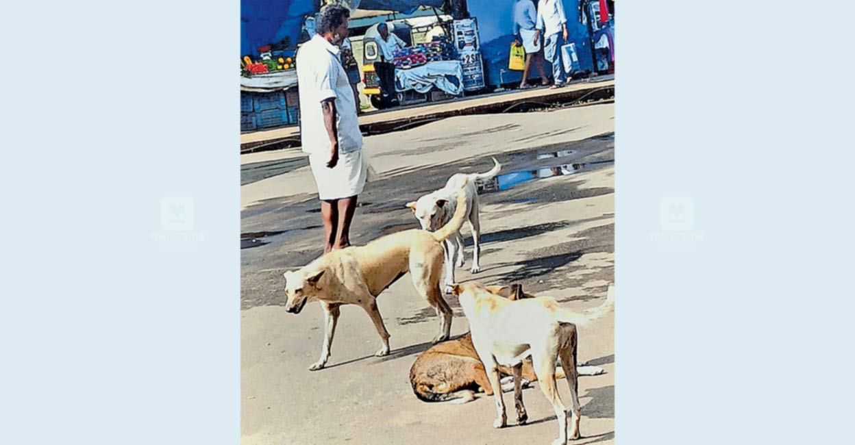 കൊയിലാണ്ടി ടൗണിൽ‌ തെരുവുനായ് ശല്യം രൂക്ഷം, വിദ്യാർഥികളും കാ ...