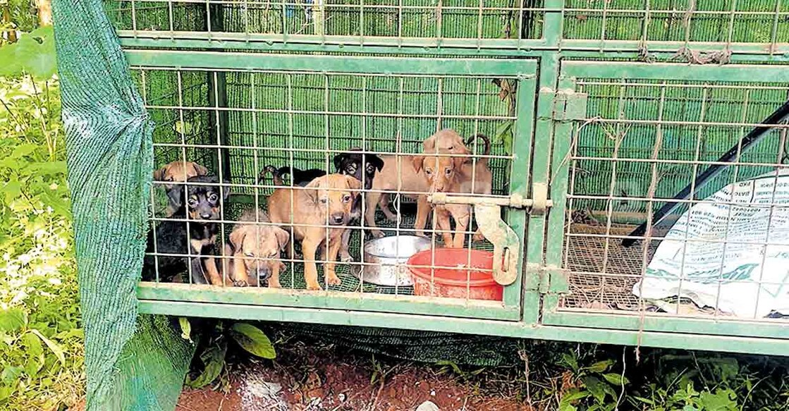 പേവിഷബാധയേറ്റ തെരുവു നായയുടെ കുട്ടികൾക്കു സംരക്ഷണം ഒരുക്കി | Stray Dog ...