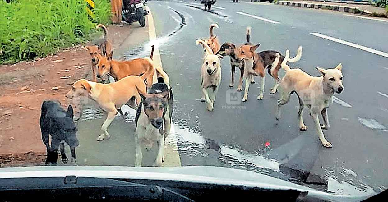 ബാലുശ്ശേരി ടൗണിൽ മനുഷ്യർ എങ്ങനെ ജീവിക്കും; ഏത് നിമിഷവും നായ്ക്ക ...