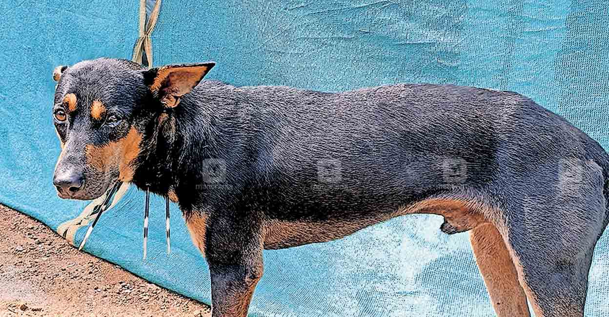 മുള്ളൻപന്നിയുടെ ആക്രമണത്തിൽ പിടഞ്ഞ് തെരുവുനായ