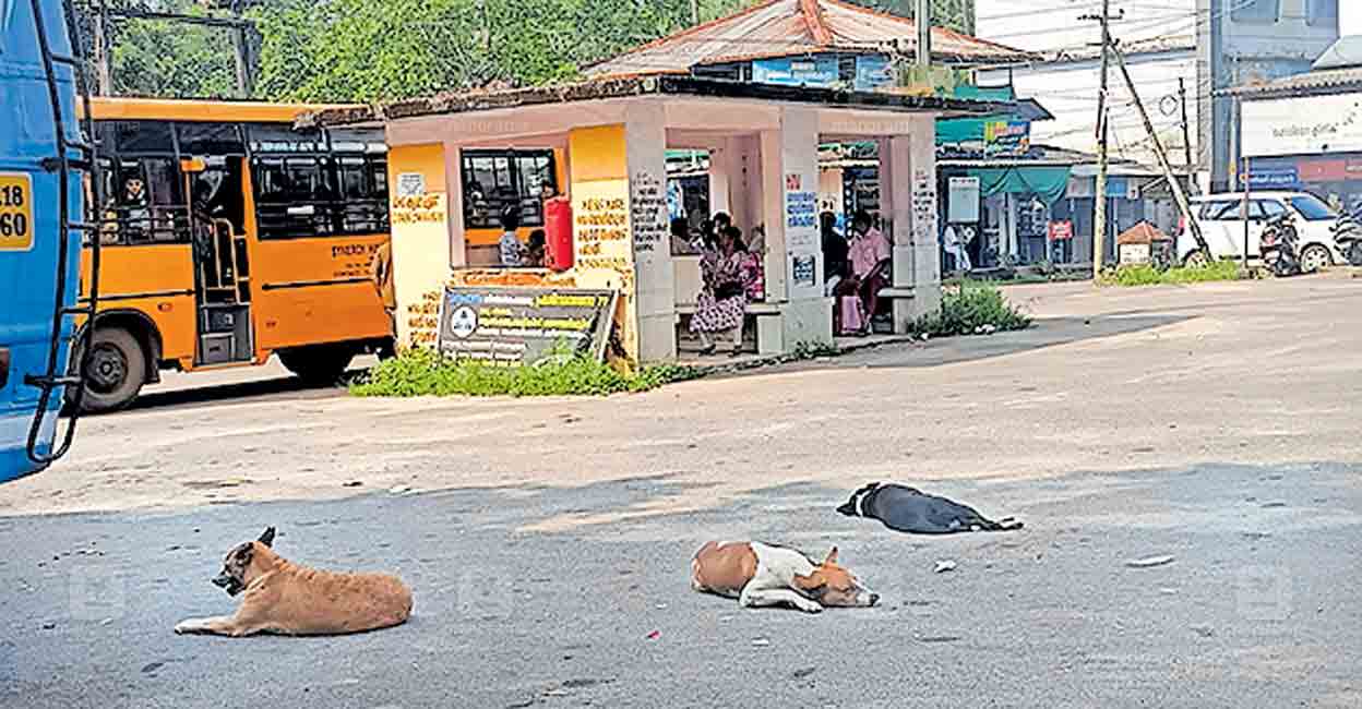 കൂരാച്ചുണ്ടിൽ തെരുവുനായശല്യം രൂക്ഷം | stray dogs | Koorachundu | dog ...