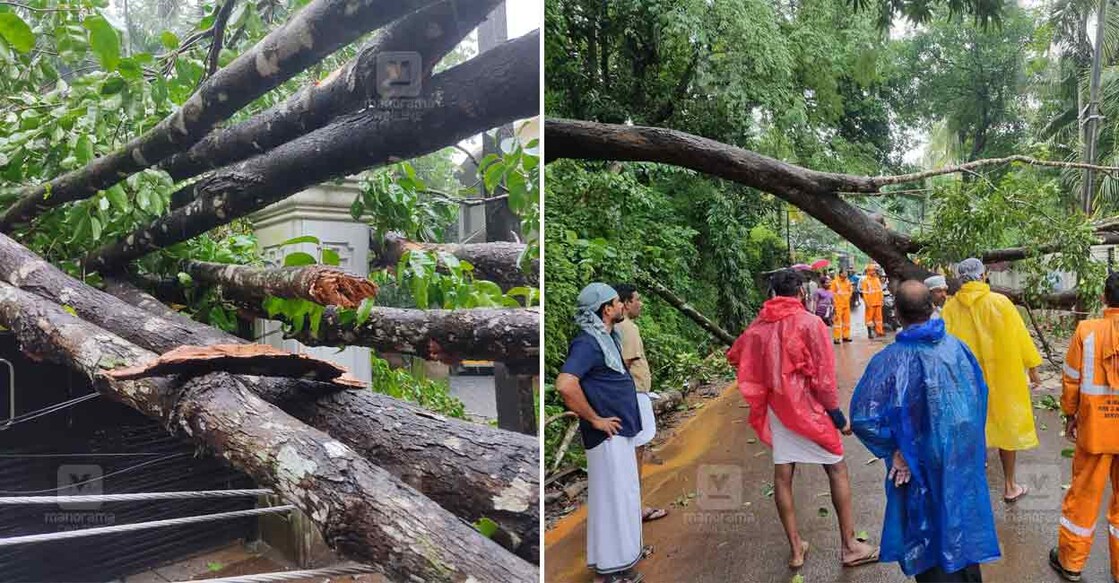 കല്ലാച്ചി വിലങ്ങാട് റോഡിൽ മരം റോഡിലേക്ക് വീണു ഗതാഗതം മുടങ്ങി