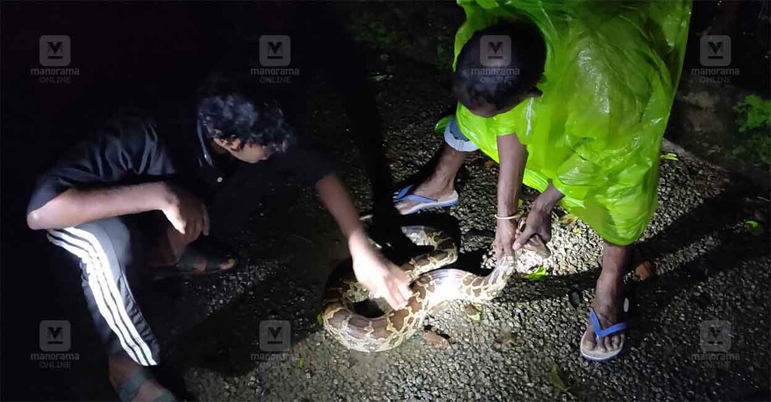 വീട്ടുമുറ്റത്തു നിന്ന് പെരുമ്പാമ്പിനെ പിടികൂടി
