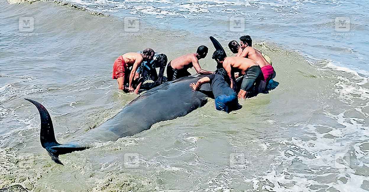 കടൽപശുവാണെന്ന് ആദ്യം കരുതി, അടുത്തു ചെന്നപ്പോൾ കൂറ്റൻ തിമിംഗലം ...