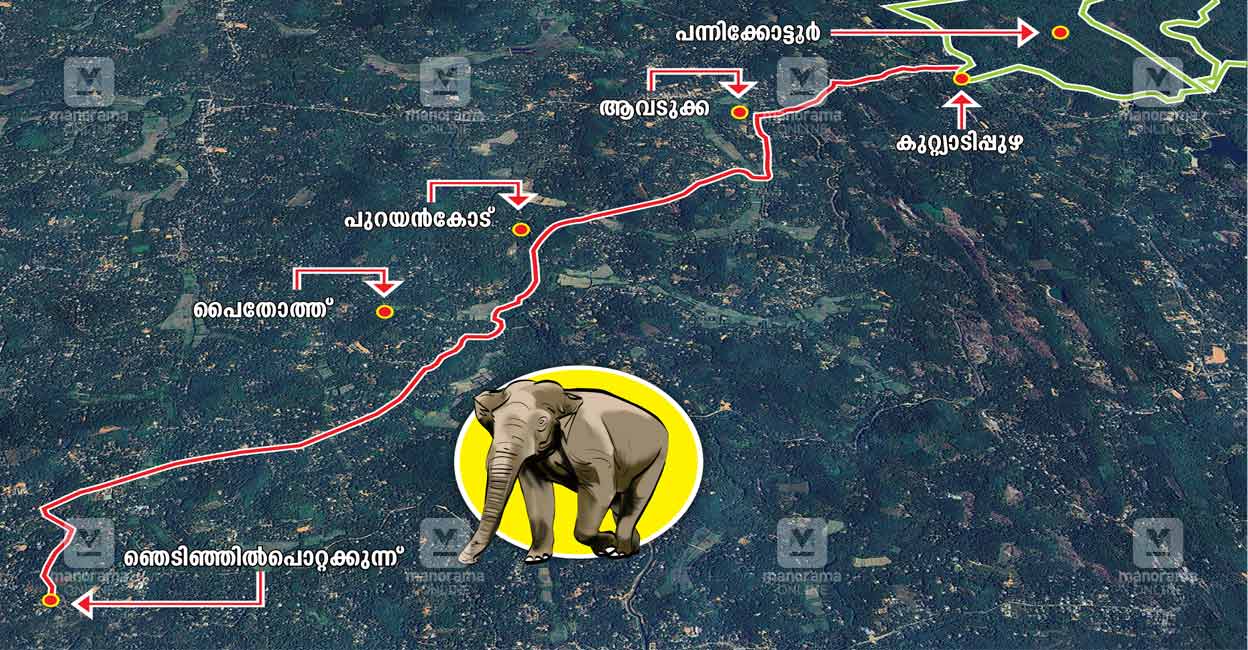 പുഴയും പാടശേഖരങ്ങളും വീടുകളും തോട്ടങ്ങളും താണ്ടി മോഴയാനയുടെ തിരുവോണ ...