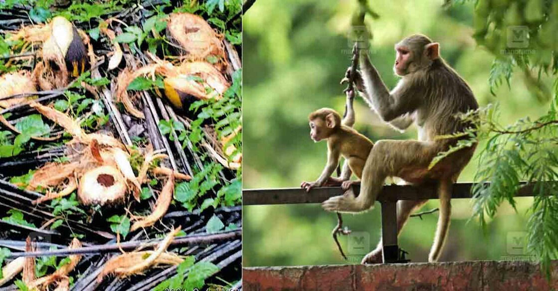 കുരങ്ങുകൾ കൂട്ടമായെത്തി കരിക്ക് നശിപ്പിക്കുന്നു; കൂവപ്പൊയിൽ മേഖലയിൽ ക ...