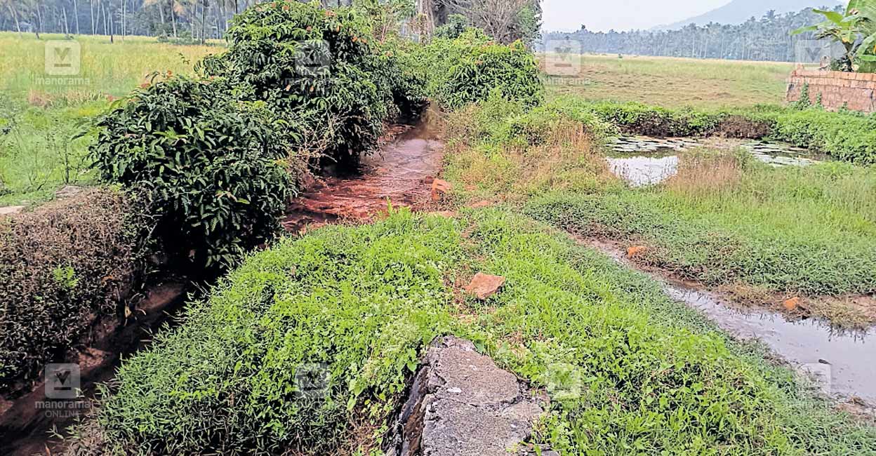 തോടിനു നാശം, കൃഷിക്കു തടസ്സം: നെരമ്പനകുളം–കുനിയിൽ താഴെ തോട്ടിലൂടെ ...