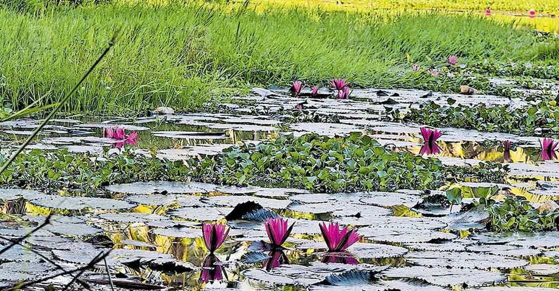 പതിവു തെറ്റി; മാമ്പുഴയിലെ ആമ്പൽക്കാലം ഓർമയാകുന്നു | Ambal flowers | Mampuzha River ...