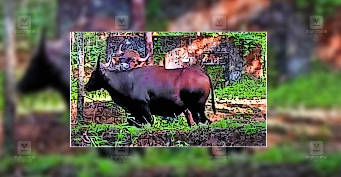 കാടിറങ്ങിയ കാട്ടുപോത്തുകളെ തുരത്തി; 4 മണിക്കൂർ ജനം ആശങ്കയുടെ മുൾമുന‌യി ...