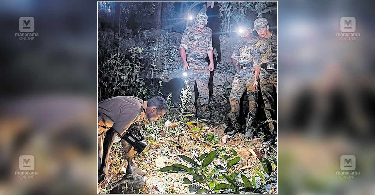 വിലങ്ങാട്ട് കടുവയെ കണ്ടെന്ന് നാട്ടുകാർ; തിരച്ചിൽ തുടരുന്നു | Tiger sighting Vilangad | Vilangad ...