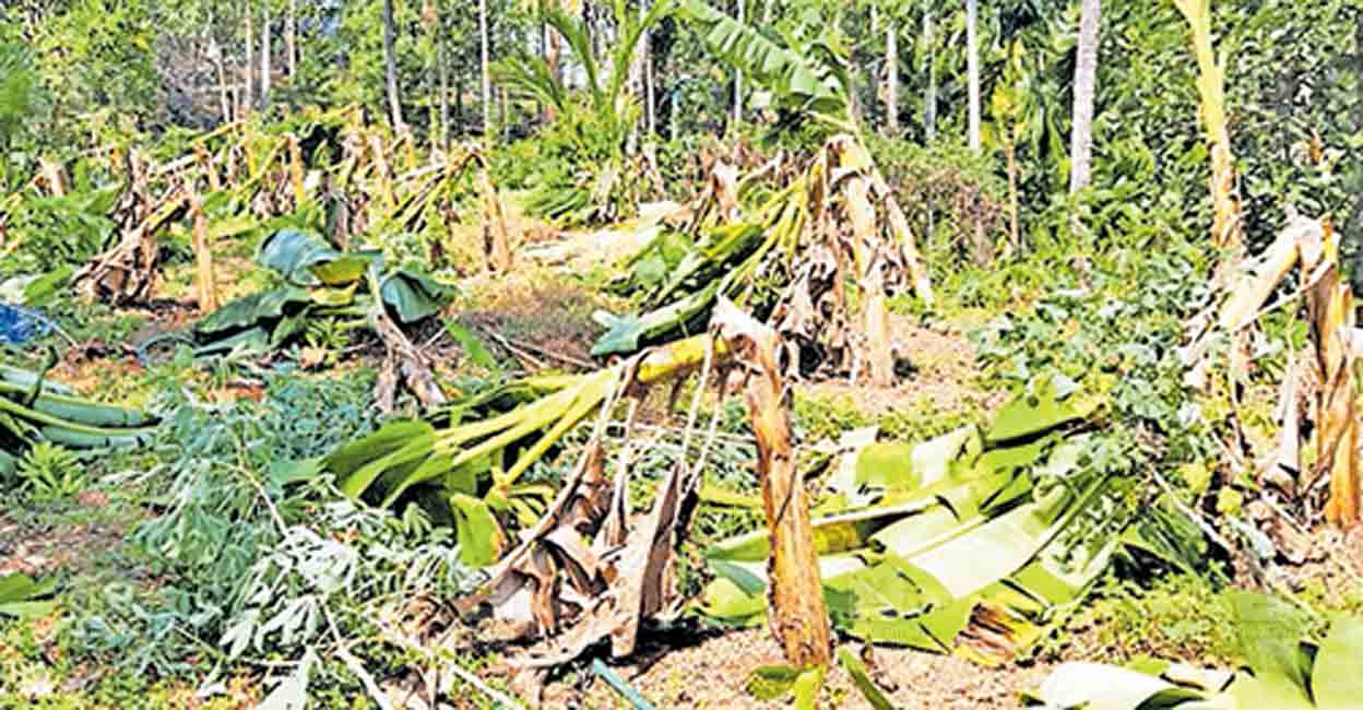 വേനൽമഴ: കാറ്റിൽ വാഴക്കൃഷി നശിച്ചു | Poozhithode Alampara | Ward 4 ...