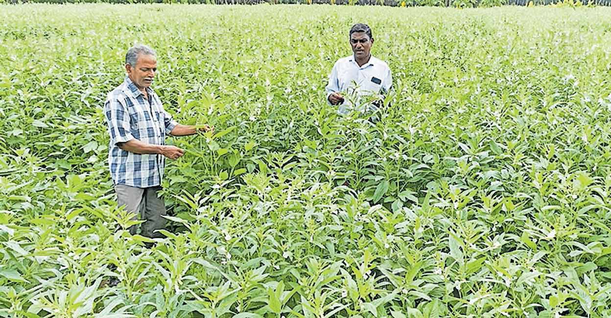 ഹൈബ്രിഡ് എള്ളുകൃഷി പരീക്ഷണം വൻ വിജയം | Peruvayal | sesame cultivation ...