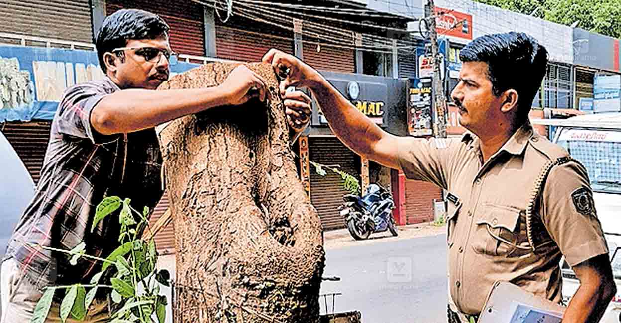 കല്ലാച്ചി സംസ്ഥാന പാതയിലെ മരം മുറി: കേസെടുക്കാൻ വൈകിയതിൽ പ്രതിഷേധം ...