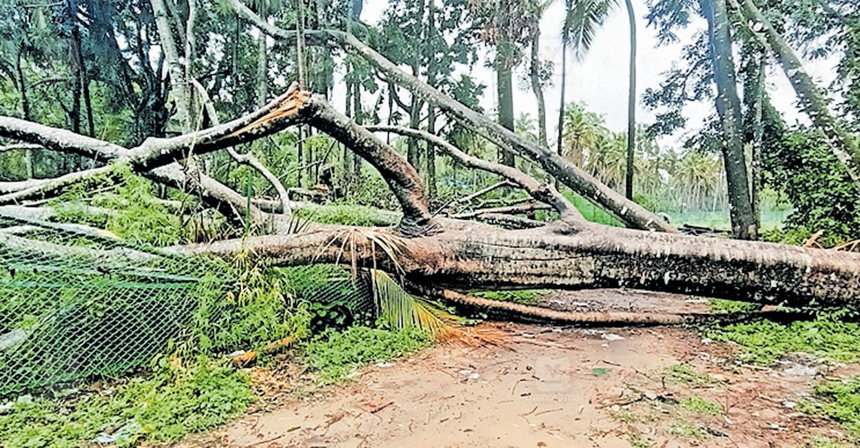 നാശം വിതച്ച് കാറ്റും മഴയും; ദുരിതം പേറി നാട്ടിൻപുറം | Feroke | heavy ...