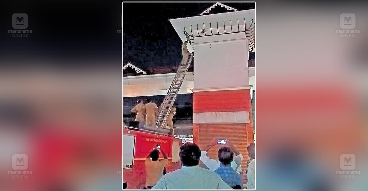 കമ്പിക്കുള്ളിൽ കുടുങ്ങി ചിറകുകൾ അടിച്ച് ഒച്ചവച്ച പ്രാവിനു കരുതലായ് ...