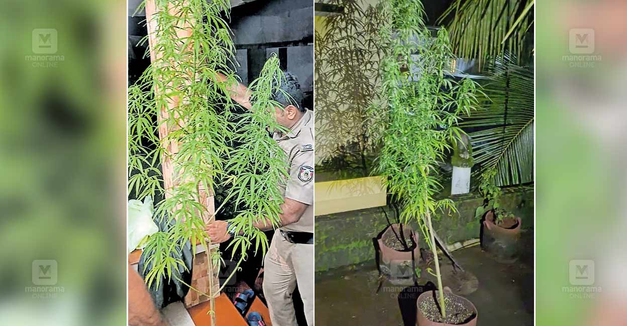 വീടിനുമുകളിൽ രഹസ്യമായി വളർത്തിയ കഞ്ചാവ് പൊലീസ് കണ്ടെടുത്തു‌; യുവാവ് ...