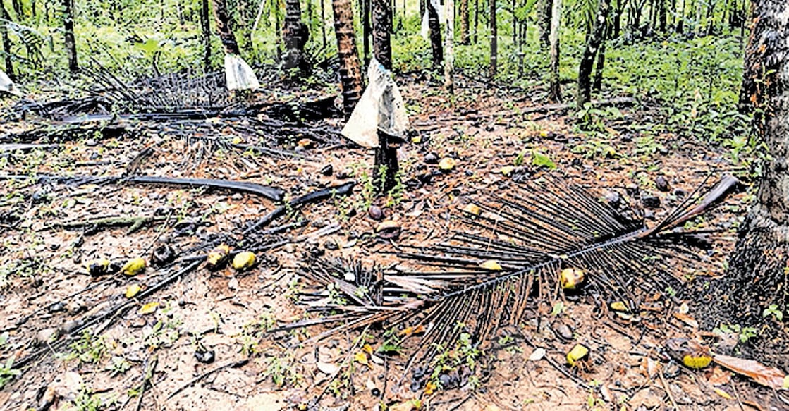 വട്ടക്കയത്ത് കൃഷിയിടത്തിൽ നാശം വിതച്ച് കുരങ്ങുകൾ | Monkey menace in ...
