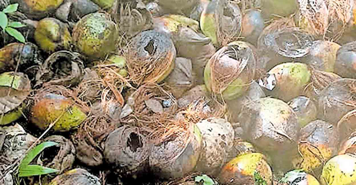 വാനരന്മാർ കയറി, തെങ്ങുകൾ കാലി; കുരങ്ങുശല്യത്തിൽ പൊറുതിമുട്ടി മേലേ ...
