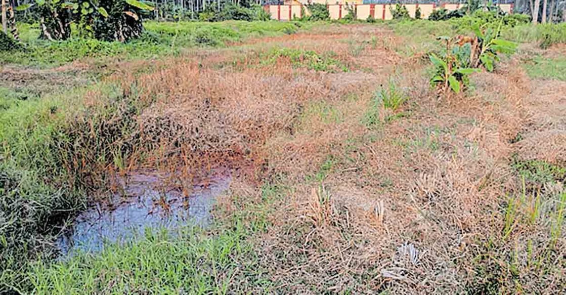 വാതക പ്രകൃതി പൈപ്‌ലൈൻ: പാടശേഖരങ്ങൾ പുനഃസ്ഥാപിച്ചില്ല; കർഷകർ ദുരിതത്തി ...