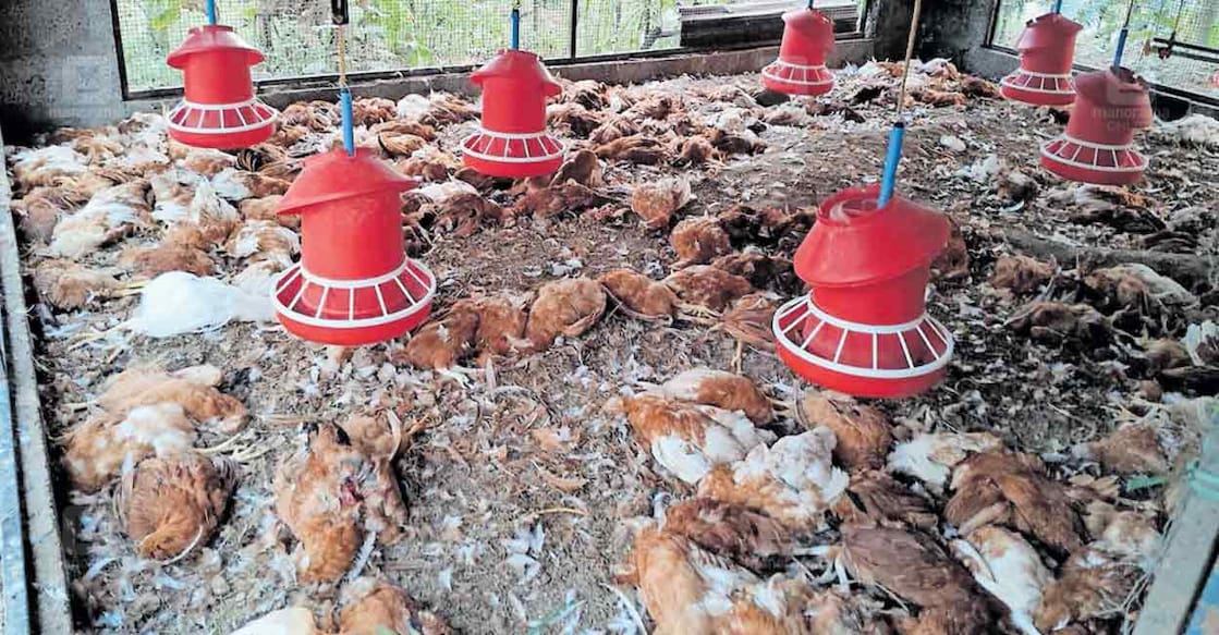 കോഴിഫാമിലെ കൂട് തകർത്തു കാട്ടുപൂച്ചകൾ 300 കോഴികളെ കടിച്ചുകൊന്നു ...