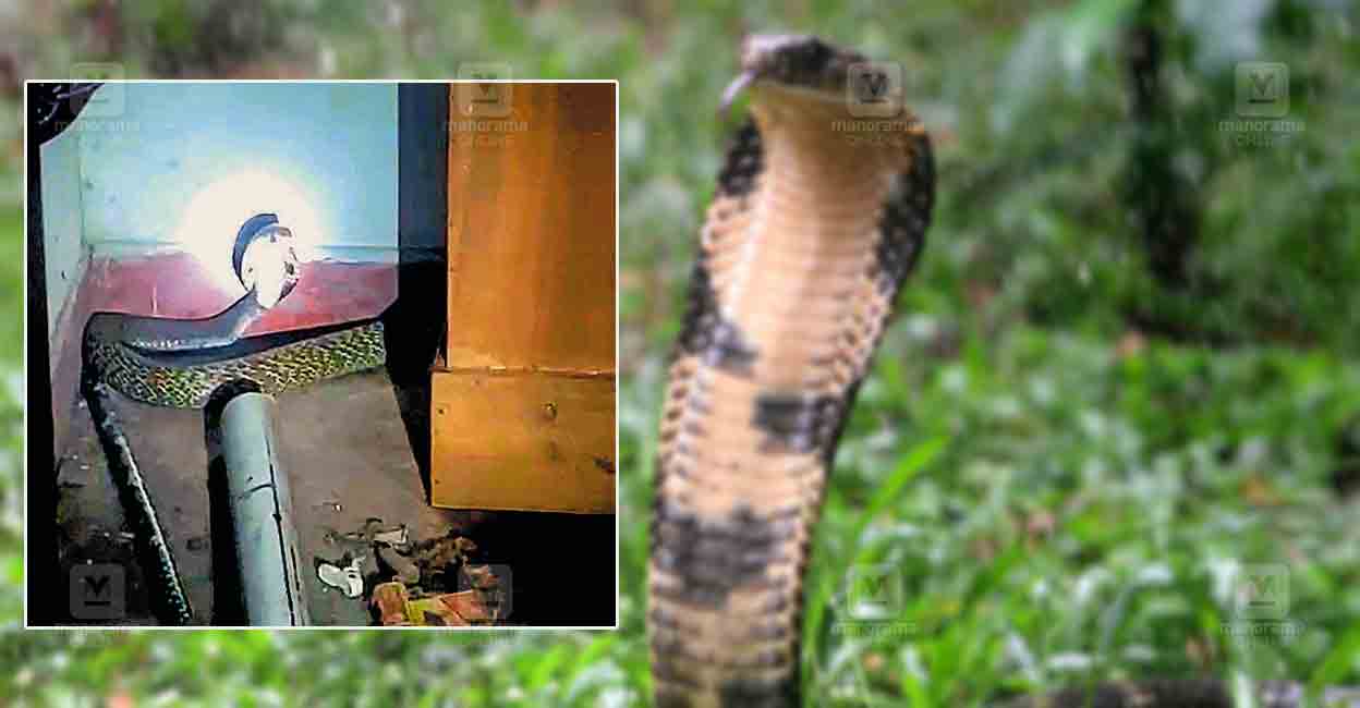 കിടപ്പുമുറിയിൽ മൂർഖൻ; 12 വയസ്സുകാരൻ കടിയേൽക്കാതെ രക്ഷപ്പെട്ടു ...