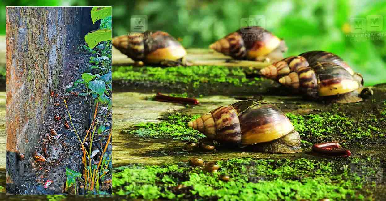 രണ്ടാഴ്ച കൊണ്ട് വൻതോതിൽ ആഫ്രിക്കൻ ഒച്ചിന്റെ എണ്ണം വർധിച്ചതിൽ ആശങ്ക ...
