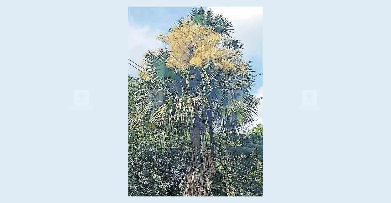കണ്ണിന് കാഴ്ച വിരുന്നൊരുക്കി കുടപ്പന പൂത്തുലഞ്ഞു