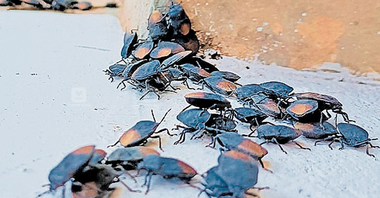 മരത്തിൽ ആയിരത്തിലധികം ശല്യക്കാരായ പ്രാണിക്കൂട്ടം; ദിവസങ്ങൾകൊണ്ട് പെരുകി ...