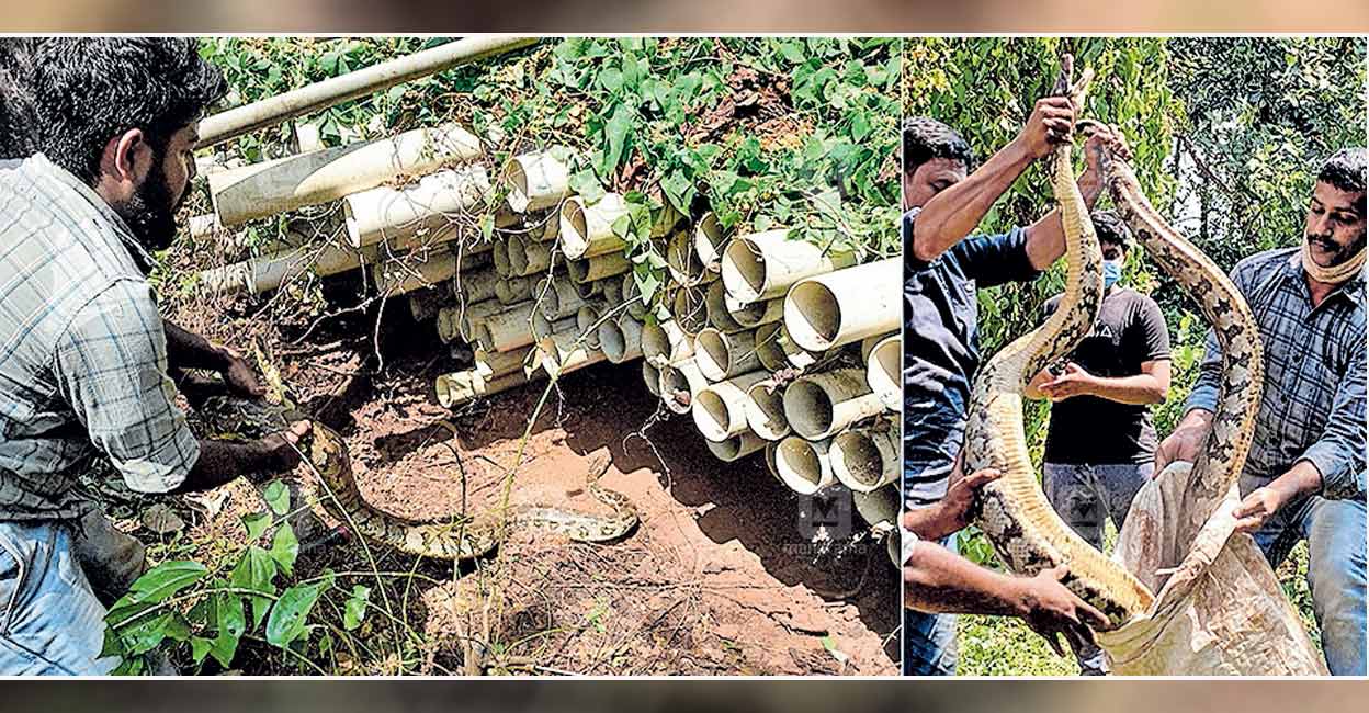 ഇൻ പാമ്പ് ഹൗസ്; ജലഅതോറിറ്റിയുടെ ഓഫിസ് സമുച്ചയ പരിസരത്തുനിന്ന് ...