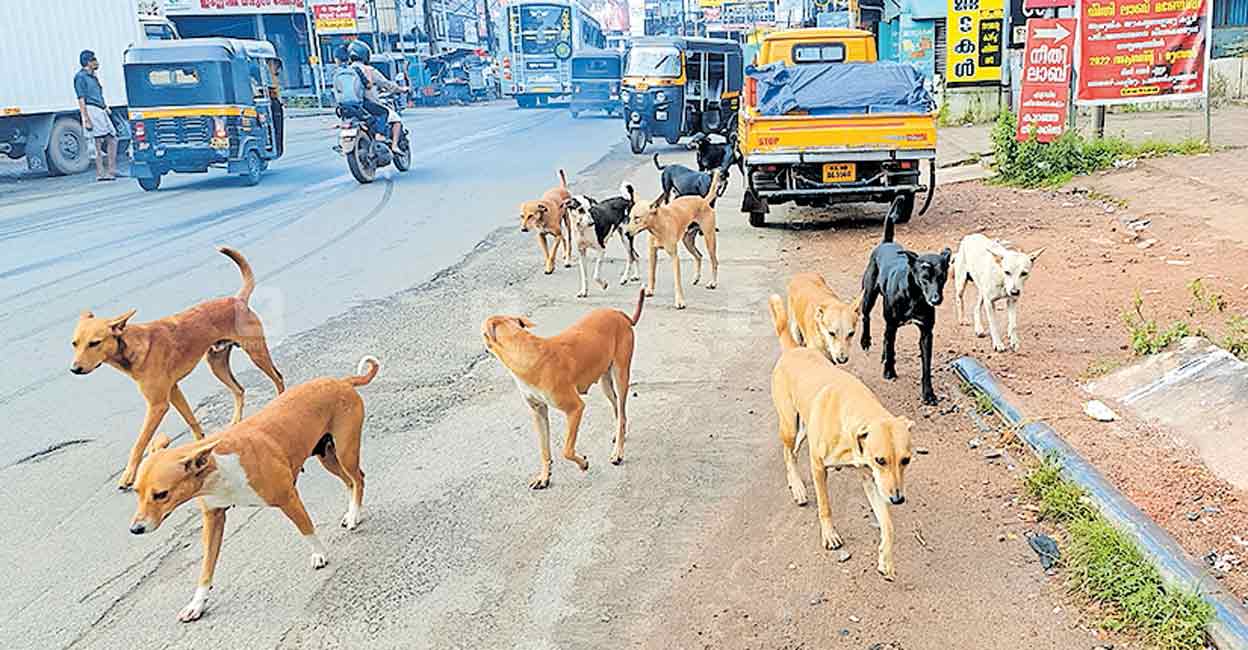 കടിക്കല്ലേ.. മരുന്ന് സ്റ്റോക്കില്ല; ആന്റി റേബീസ് ഇമ്യൂണോ ഗ്ലോബുലി ...
