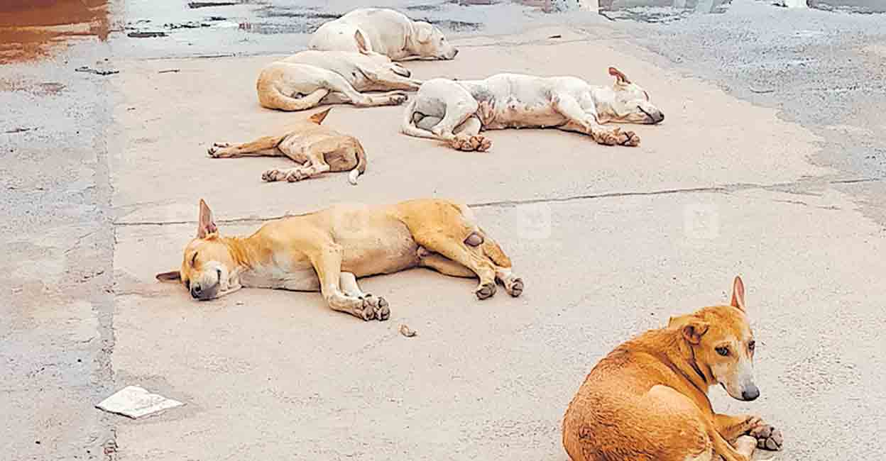 തെരുവുനായ ആക്രമണം വർധിക്കുന്നു; ഒന്നും ചെയ്യാനാകാതെ തദ്ദേശ സ്ഥാപനങ്ങ ...