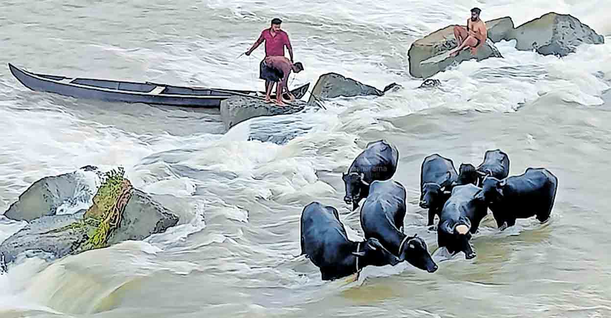 ഭാരതപ്പുഴയിൽ ഒഴുക്കിൽപെട്ട കന്നുകാലികളെ രക്ഷിച്ചു