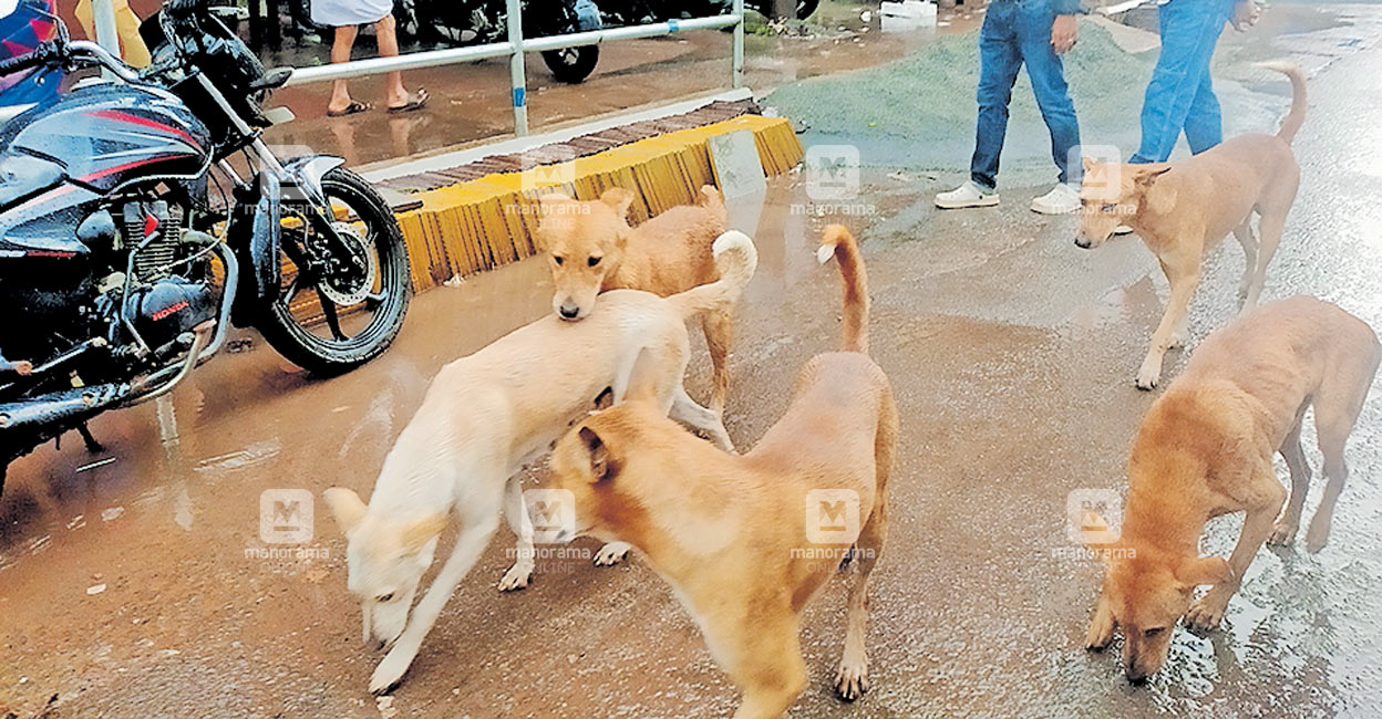 നായ്ക്കളെ കൊല്ലരുതെന്ന വാദത്തിന് ചെവികൊടുക്കുമ്പോഴും, മനുഷ്യ ജീവന്റെ ...
