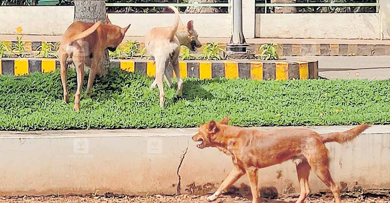 പേവിഷ ലബോറട്ടറിയും നായ്ക്കളുടെ വന്ധ്യംകരണ കേന്ദ്രവും വൈകുന്നു | Stray ...