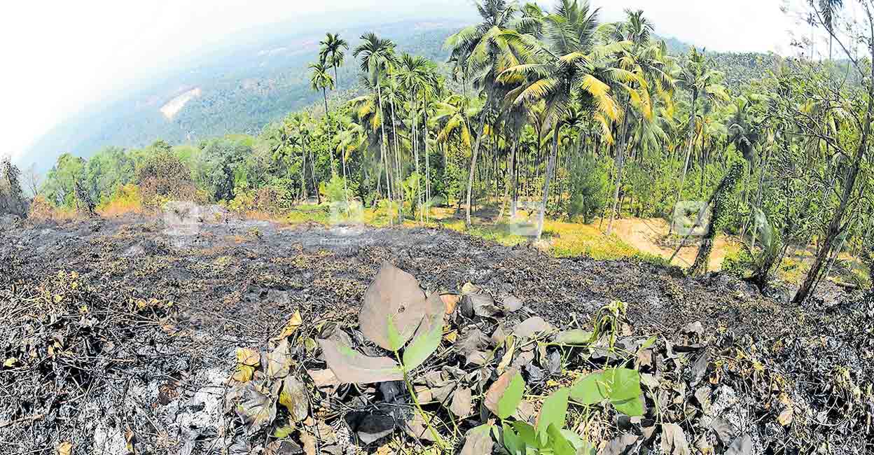 തീ പടരാ‍ൻ കാരണം ഉണങ്ങിയ തോട്ടപ്പയറെന്ന് വിദഗ്ധർ; തീയണച്ചത് ...
