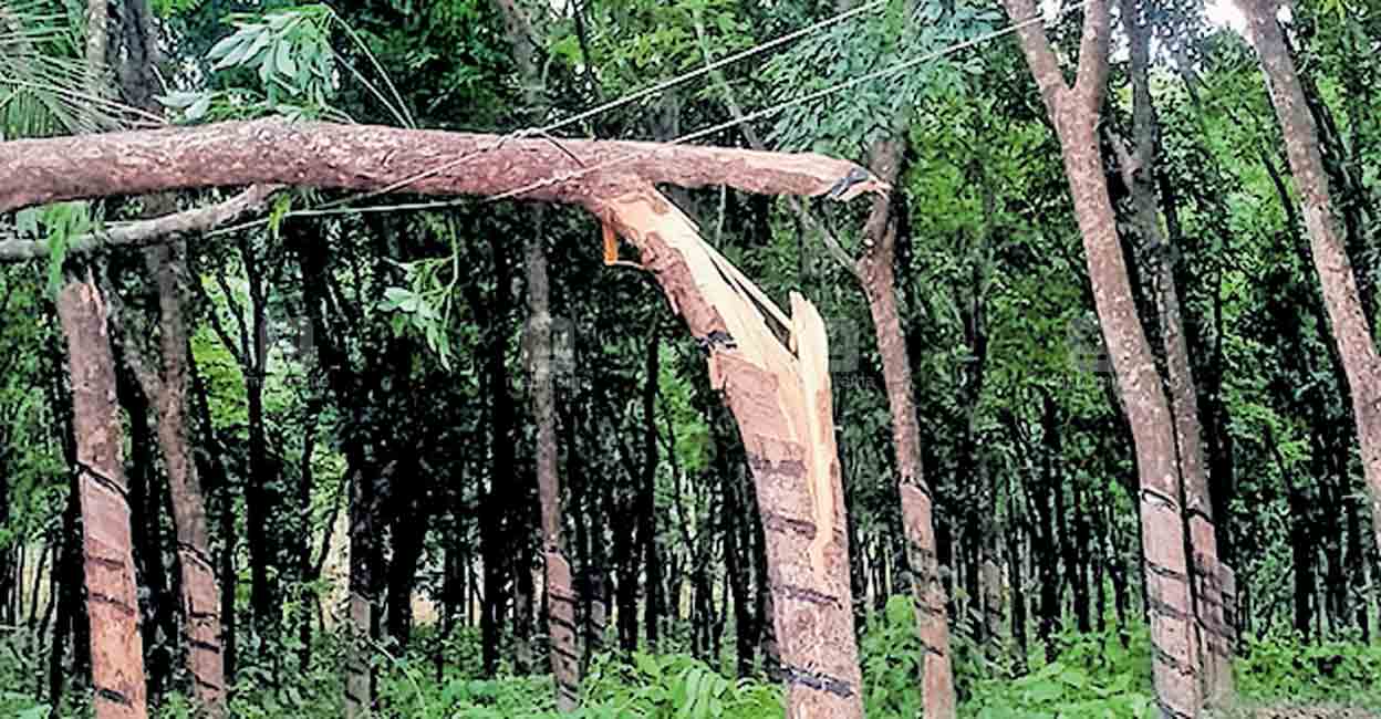 മഴ പെയ്തില്ല; വീശിയടിച്ച് കാറ്റ്– ചിത്രങ്ങൾ