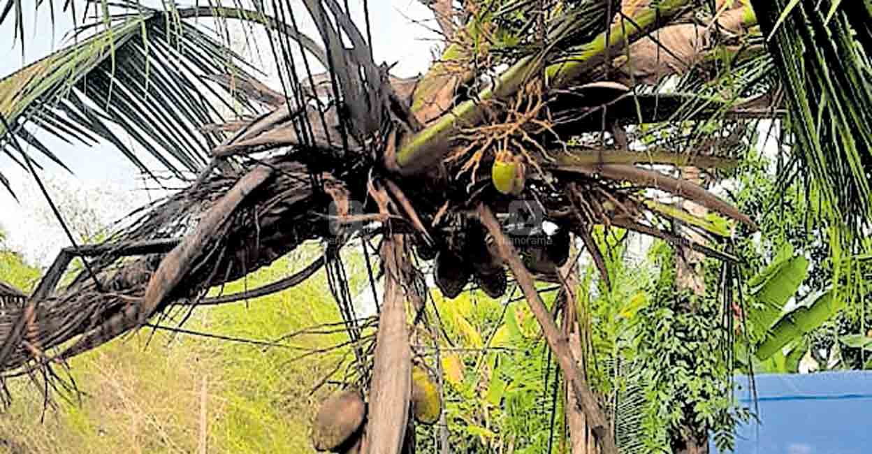 മഴ പെയ്തില്ല; വീശിയടിച്ച് കാറ്റ്– ചിത്രങ്ങൾ