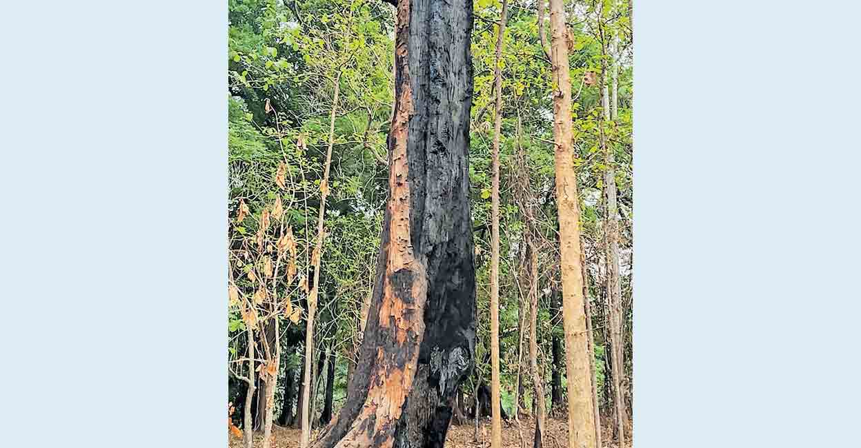 മഹാഗണി തോട്ടത്തിൽ കാട്ടുതീ; വൻ നാശം