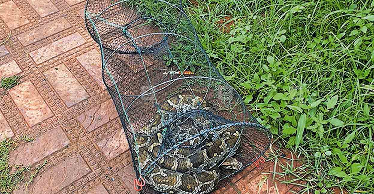 ക്ഷേത്രക്കുളത്തിൽ കുടുങ്ങിയ പെരുമ്പാമ്പിനെ പിടികൂടി