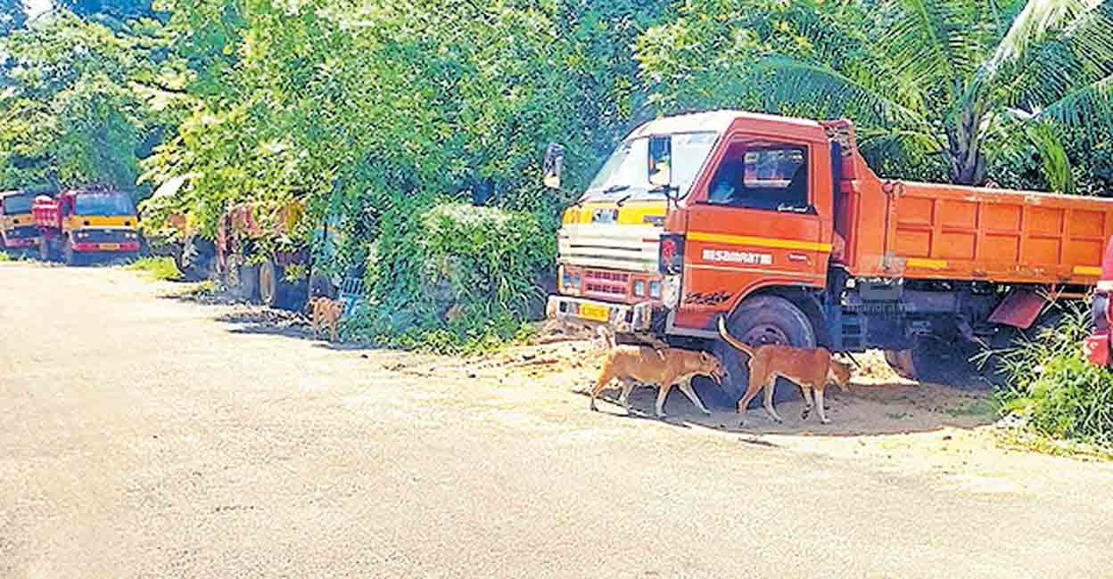 തൊണ്ടിവാഹനങ്ങൾ കുന്നുകൂടി; തെരുവുനായ്ക്കൾക്ക് വീടായി | Stray Dog Rescue ...
