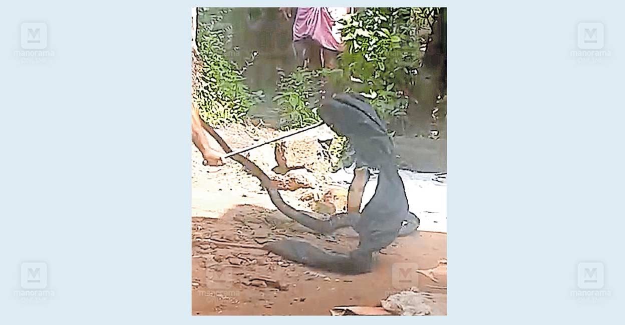 ആനമറിയിൽ വീട്ടുപരിസരത്ത് രാജവെമ്പാല | King Cobra | Vazhikkadavu ...
