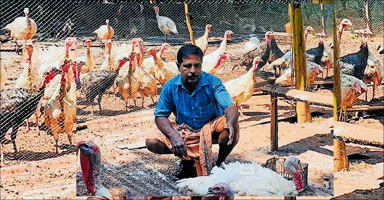 തപാൽ ഓഫിസ് വിട്ടാൽ ടർക്കി കോഴി വളർത്തൽ; നേട്ടം കൊയ്ത് കൃഷ്ണൻകുട്ടി ...