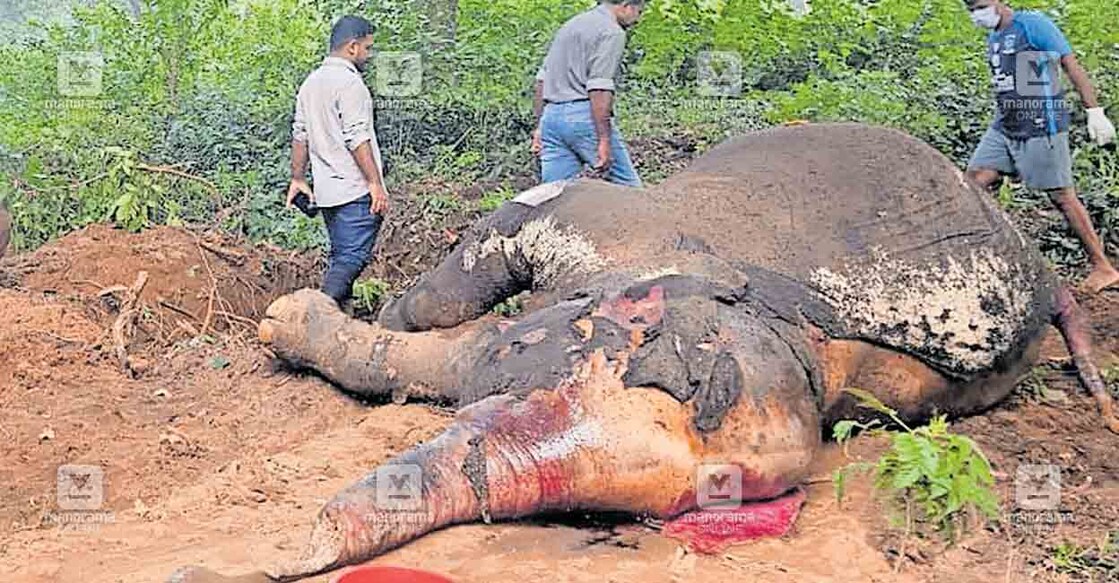 tiger attack elephant full